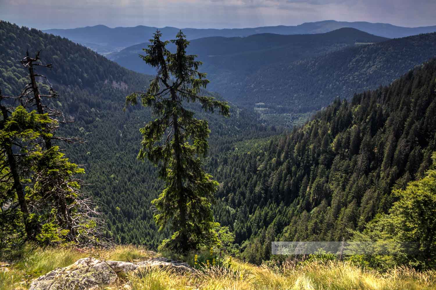 Der Felsenpfad "Sentier des Roches" in den Vogesen » Fotograf Mitch Rue